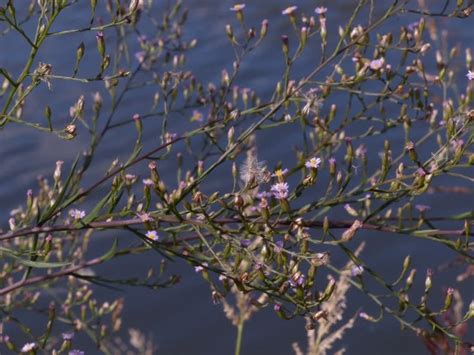 ヒロハホウキギク広葉箒菊 HAYASHI NO KO