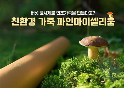 버섯 균사체로 인조가죽을 만든다고 친환경 가죽 파인마이셀리움