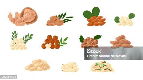 견과류의 다른 유형의 세트 견과류와 씨앗의 아이콘 콜라 너트 호박씨 땅콩 해바라기씨 피스타치오 캐슈넛 코코넛 헤이즐넛 마카다미아 만화 스타일의 일러스트레이션입니다 개암나무에