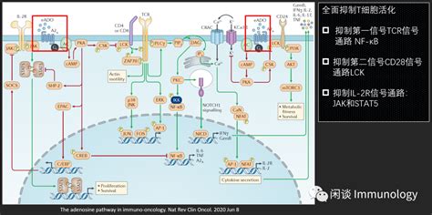 腺苷：cd39 Cd73 腺苷三部曲之结局 凤凰网