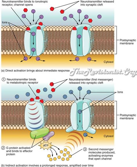 Neurotransmitters Vs Neuromodulators The Revisionist