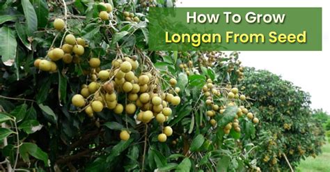 How To Grow Longan From Seed Plant Dragon Eye Fruit Tree EmbraceGardening
