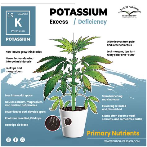 Cannabis Leaf Deficiency Chart Educational Chart Resources