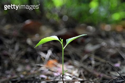 새싹 이미지 a 게티이미지뱅크