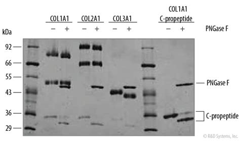Recombinant Human Collagens And Associated Reagents Randd Systems