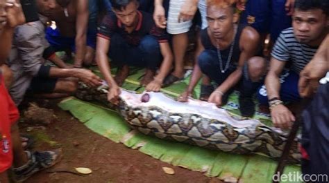 Photos Missing Woman Found Inside Python The Herald