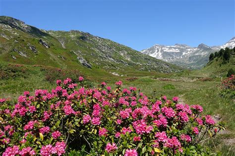 100 Free Rose Alpine And Nature Images Pixabay