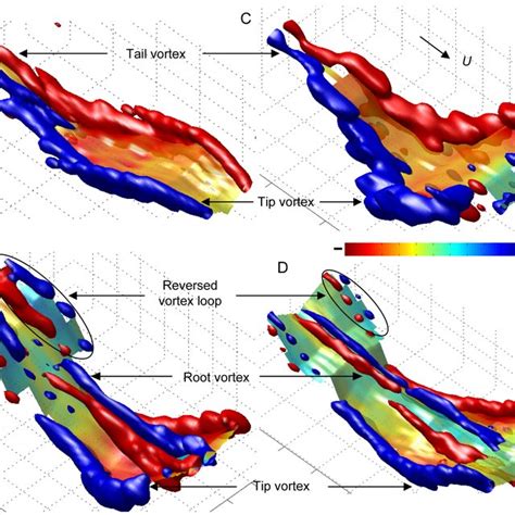 Pdf Comparing Aerodynamic Efficiency In Birds And Bats Suggests Better Flight Performance In Birds