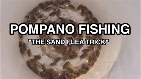 Sand Fleas Bait