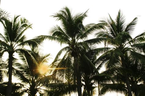 Tree Leaves PNGs For Free Download