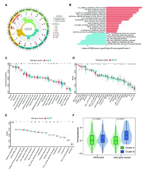 Immune Signatures Of M6a Gene Modification Patterns A Go Functional Download Scientific