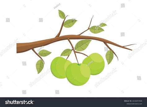 Apples Green Apple Fruit Vector Illustration Stock Vector Royalty Free 2210257429 Shutterstock