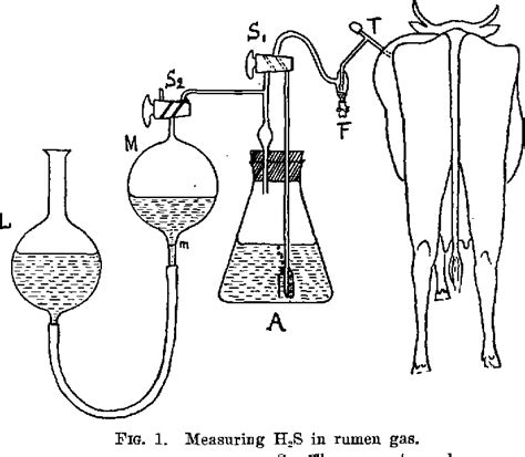 Figure 1 From Bloat In Cattle And Composition Of Rumen Gases Semantic
