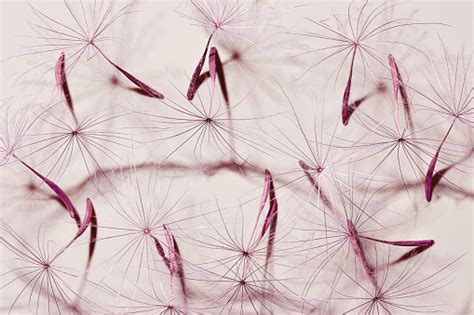 매크로 질감 자연 패턴 민들레 씨앗 베이지 색 식물 정물화 식물의 꽃 햇빛 그림자 자연스러운 질감의 배경입니다 보라색 자연의