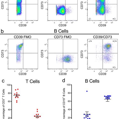 Proportions Of T And B Cells In Freshly Isolated PBMCs A B PBMCs Download Scientific Diagram