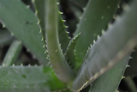 ว่านหางจระเข้ ทะเลทราย คริสตัล ภาพฟรีบน Pixabay