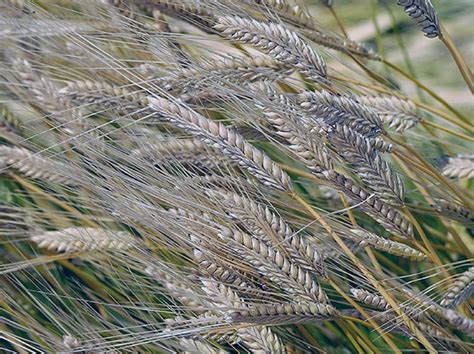 Ирэх жил тариалах үрийг нэн тэргүүнд нөөцлөхийг санал болгов Гэрэл гэгээ