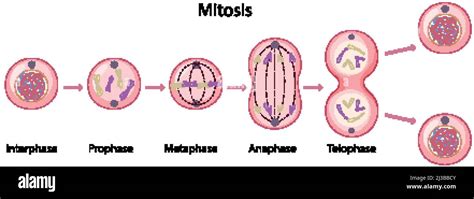 What Is The Asexual Reproduction Fragmentation At Barry Atchison Blog