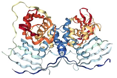 Hsd17b4 General Information Sino Biological