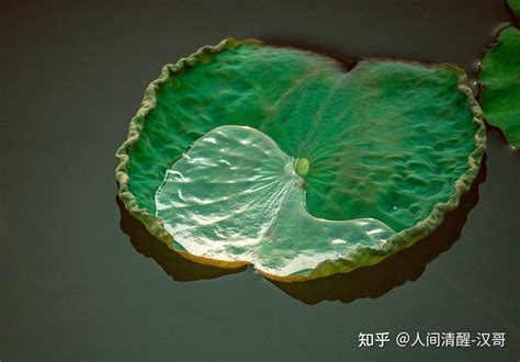 一千块钱买个800mm长焦镜头比较好还是一个长焦相机比较好 知乎