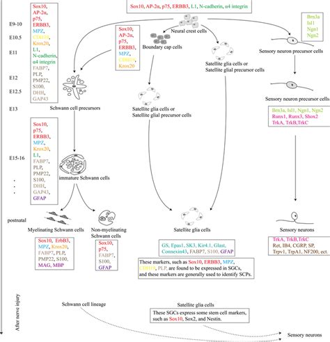 The Development Of Satellite Glial Cells Schwann Cells And Sensory