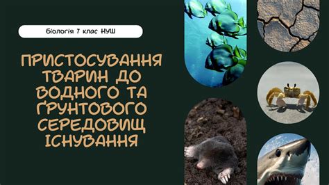Біологія 7 клас НУШ Пристосування тварин до водного та ґрунтового середовищ існування Youtube