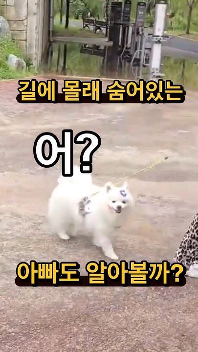 길에 숨어있는 아빠를 알아볼까 강아지귀여운내새끼폼피츠 Youtube