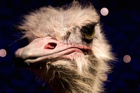 รูปภาพฟรี นกกระจอกเทศ ภาพ นก จะงอยปาก