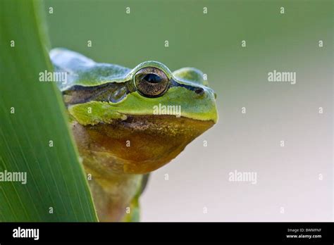 Tree Frog On Leaf Stock Photo Alamy