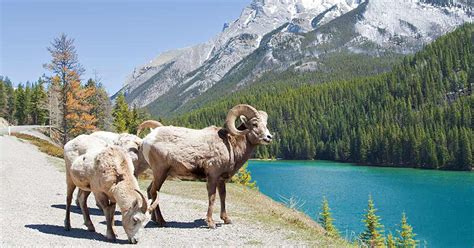 Backpacking Trip In Jasper National Park