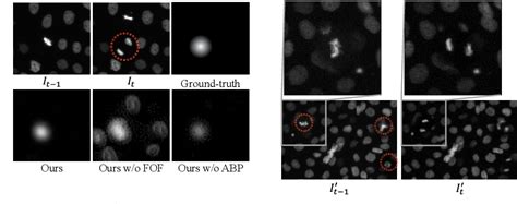 Figure 1 From Mitosis Detection From Partial Annotation By Dataset Generation Via Frame Order