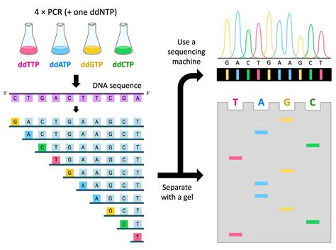 Dna Applications