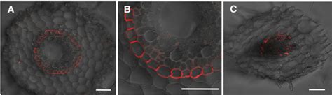 Cell Type Specificity Of Localization Of Lsi In Barley Roots Download Scientific Diagram