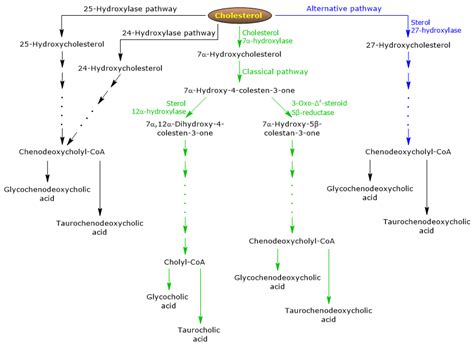 Bile Salts Definition Function Synthesis From Cholesterol