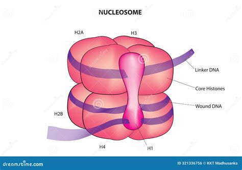 Histone Protein Stock Vector Illustration Of Amino 321336756