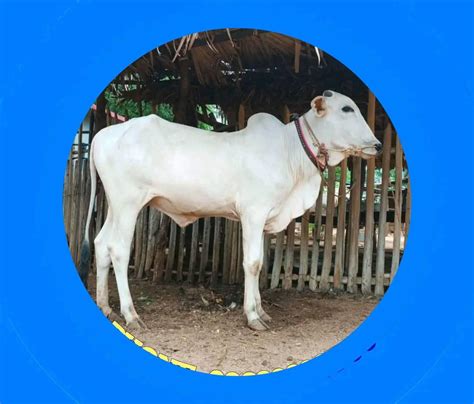 ပုဂံညောင်ဦး နွားဝါသနာရှင်များဆုံဆည်းရာ