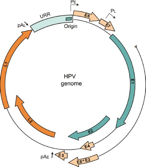 Human Papillomavirus Hpv Genome Shown Is The Circular Dsdna Genome