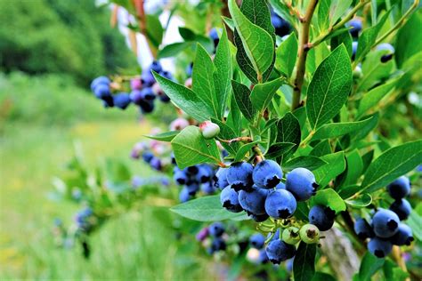 Blueberries Berry Fruit Free Photo On Pixabay