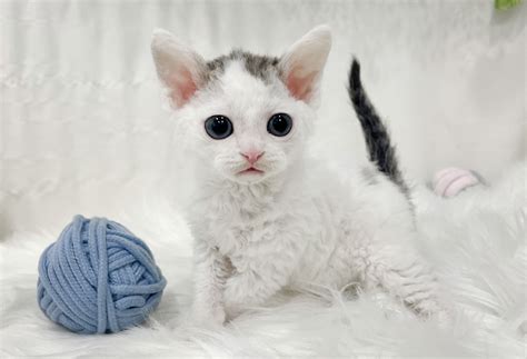 강남고양이분양데본렉스분양쿠키 요미캣 분양글