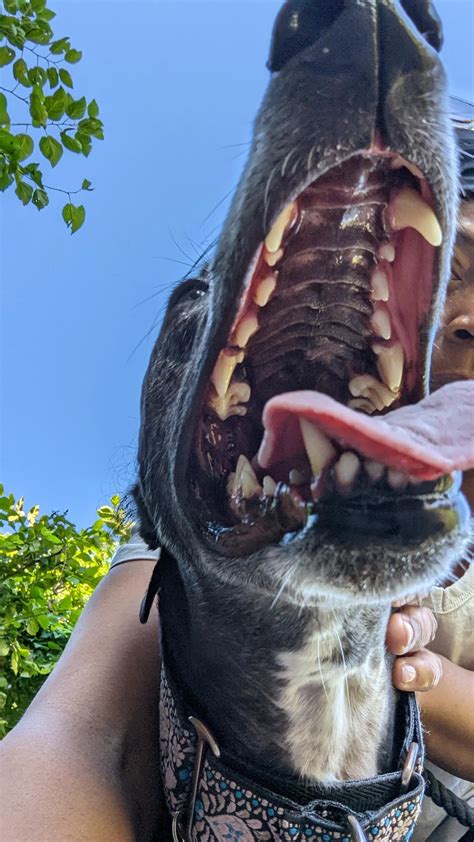 Finally A Decent Tot Scrolller