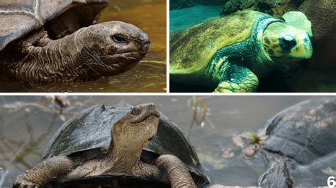Turtle Vs Tortoise Vs Terrapin 10 Differences For Easy Identification Primalwildlife Com