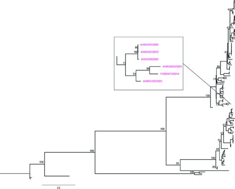 Maximum Likelihood Tree Showing Phylogenetic Relationships Among Seg3 Download Scientific
