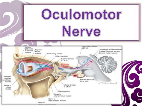 Oculomotor Nerve