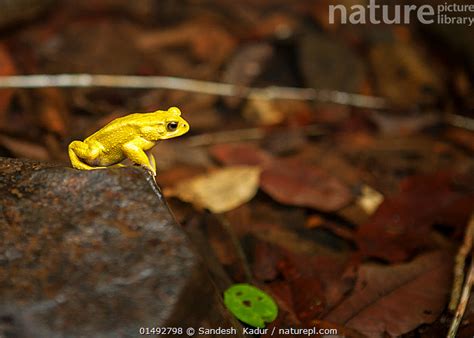 Stock Photo Of Asian Common Toad Duttaphrynus Melanostictus In Mating Colours Available