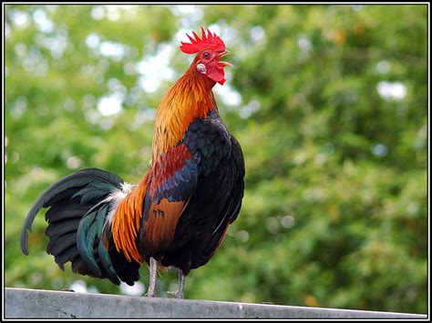 Bankiva Hahn Foto & Bild | tiere, haustiere, nutztiere Bilder auf ...