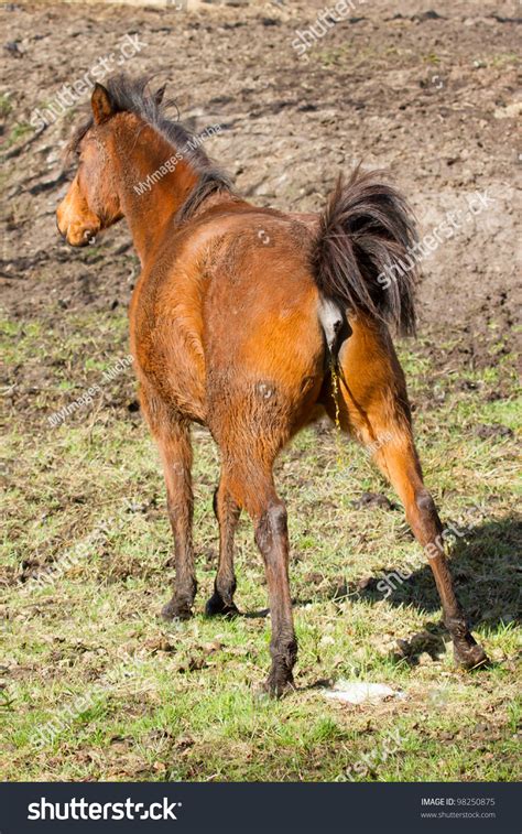 Female Horse Peeing Photos Images And Pictures Shutterstock