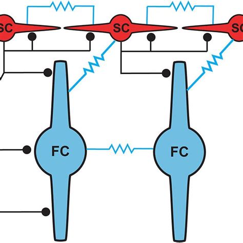 Proposed Circuit Diagram For Inhibitory Inputs To Fusiform Cells And