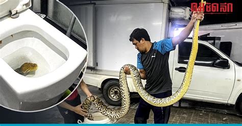 สยอง เจ้าของบ้านสุดงงกดชักโครกไม่ลงสุดท้ายเจอ งูหลาม ยาว 5 ม โผล่จ๊ะเอ๋ คมชัดลึก