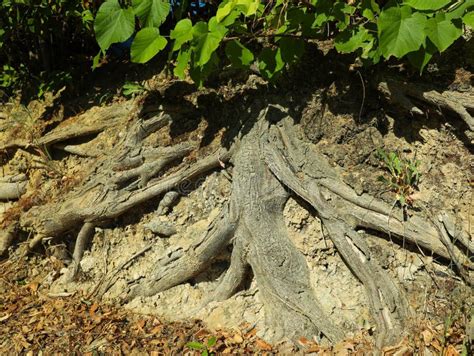 Tree Roots Visible Through Ground In Forest Stock Photo Image Of