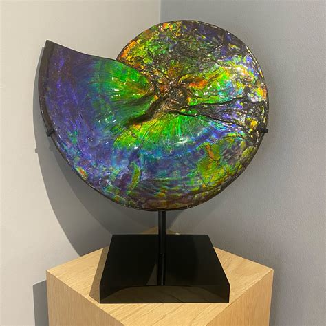 The Wonder Of Iridescent Ammonites — Extraordinary Objects